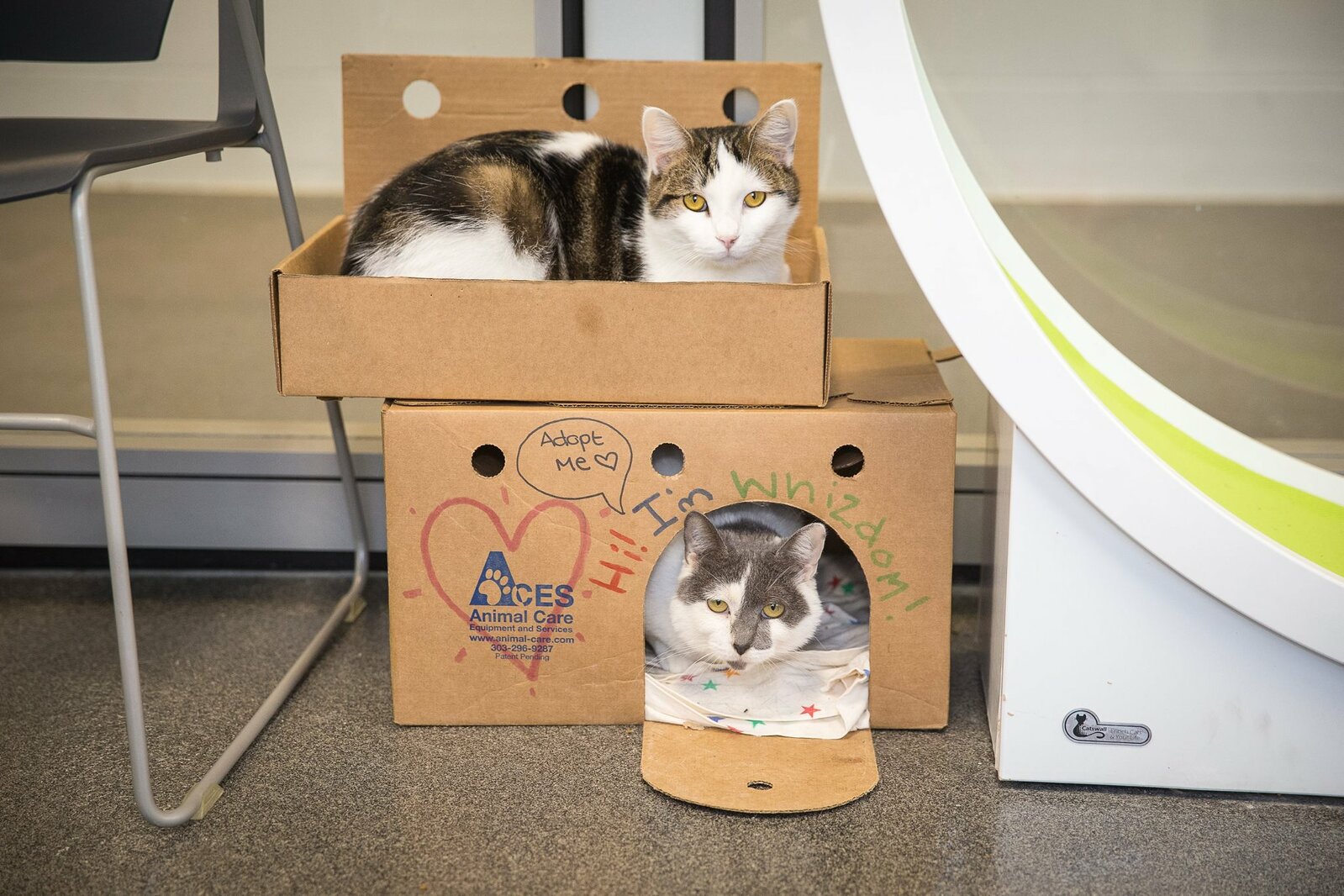 9 Reasons to Adopt at EMPTY THE SHELTERS in Northern California ...