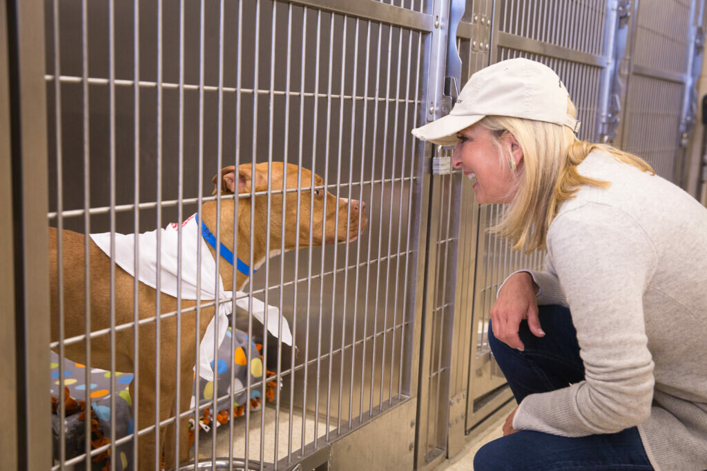 9 Reasons to Adopt at EMPTY THE SHELTERS in Northern California ...