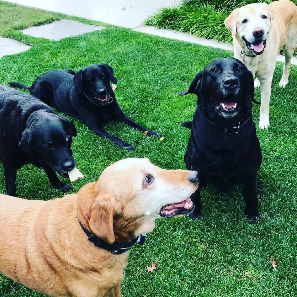 Reasons to Adopt a Senior Pet - BISSELL Pet Foundation