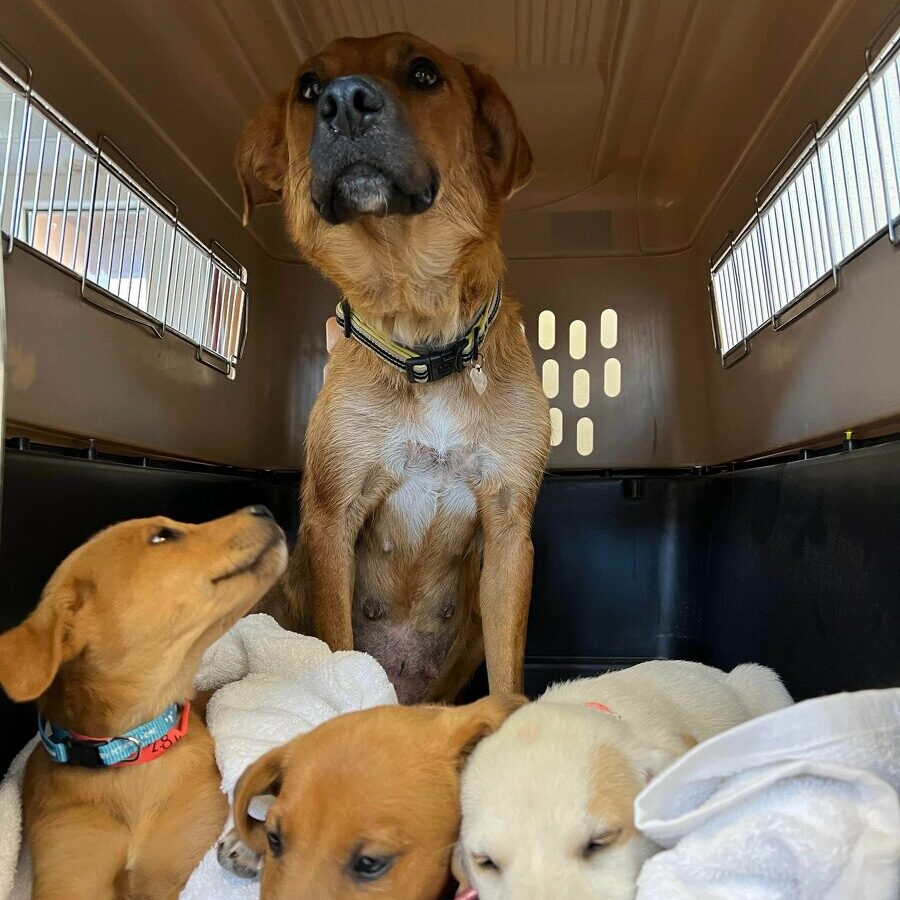 Community Outreach - BISSELL Pet Foundation