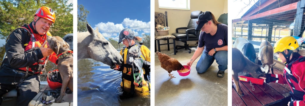 BISSELL Pet Foundation Announces New Animal Incident Management ...