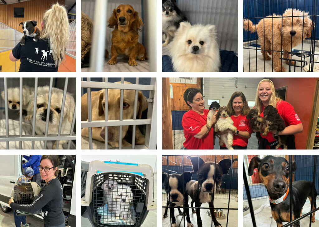 Animal Incident Management is Collaborating to Save Lives - BISSELL Pet ...