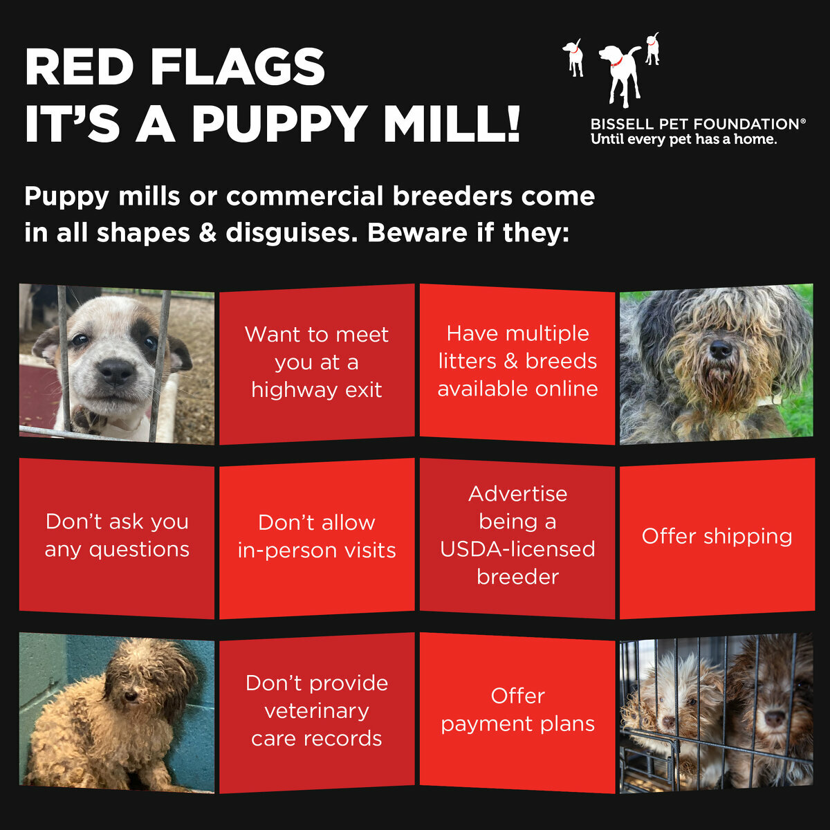 What’s in a Name? Decoding Puppy Mills & Commercial Breeders - BISSELL Pet Foundation